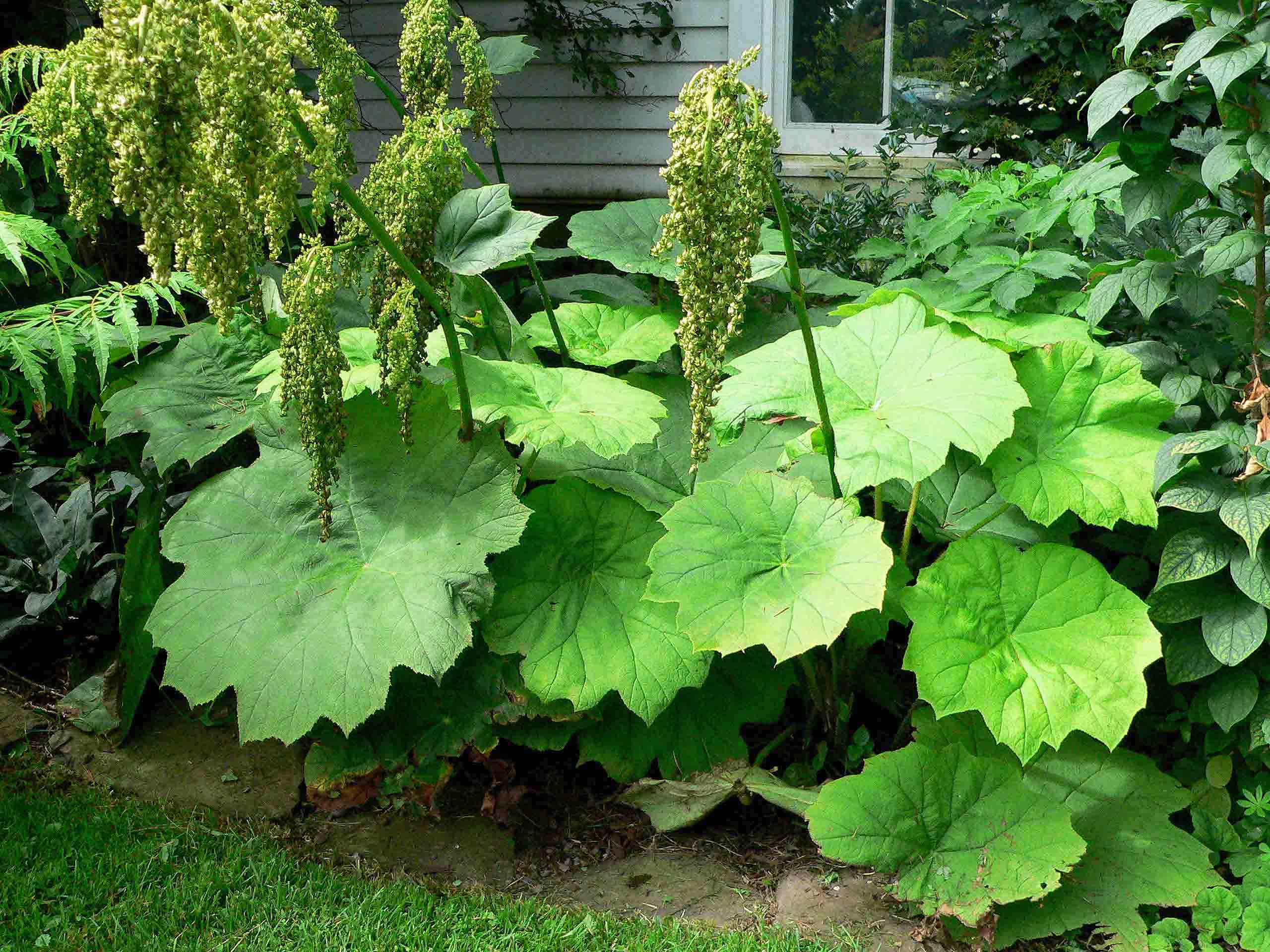 Astilboides tabularis | Rooting for Ideas