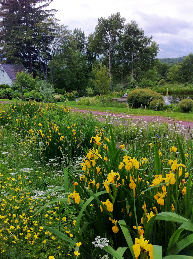 The Pond Walk- before and after shots | Rooting for Ideas