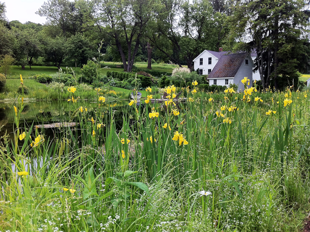 The Pond Walk- before and after shots | Rooting for Ideas