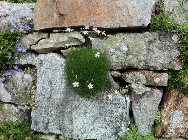 Alpine Plants and Hypertufa Pots. | Rooting for Ideas