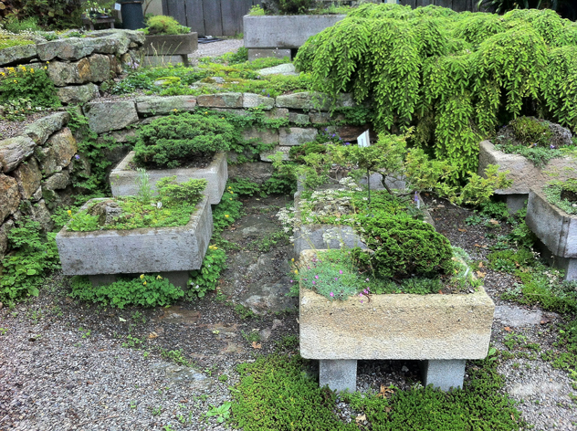 Alpine Plants and Hypertufa Pots. | Rooting for Ideas