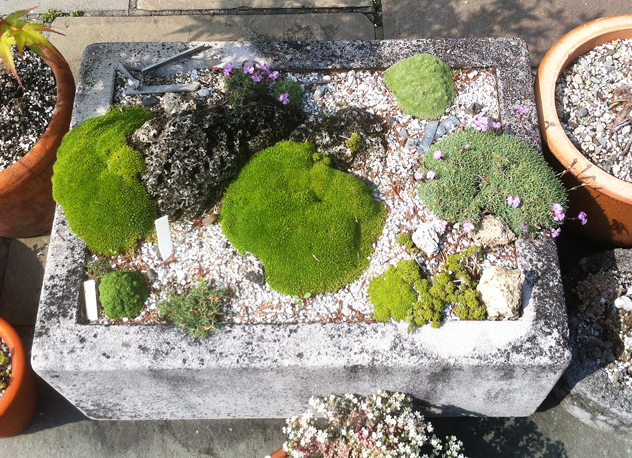 Alpine Plants and Hypertufa Pots. | Rooting for Ideas