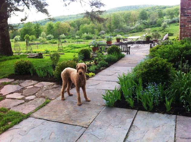 Fieldstone Path Planted with Woolly Thyme | Rooting for Ideas